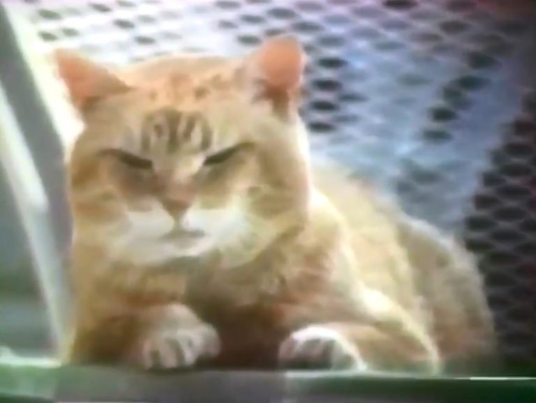 70s Spots: 9-Lives’ Morris & Purina Cat Food (1978 & ’75) | Bionic Disco